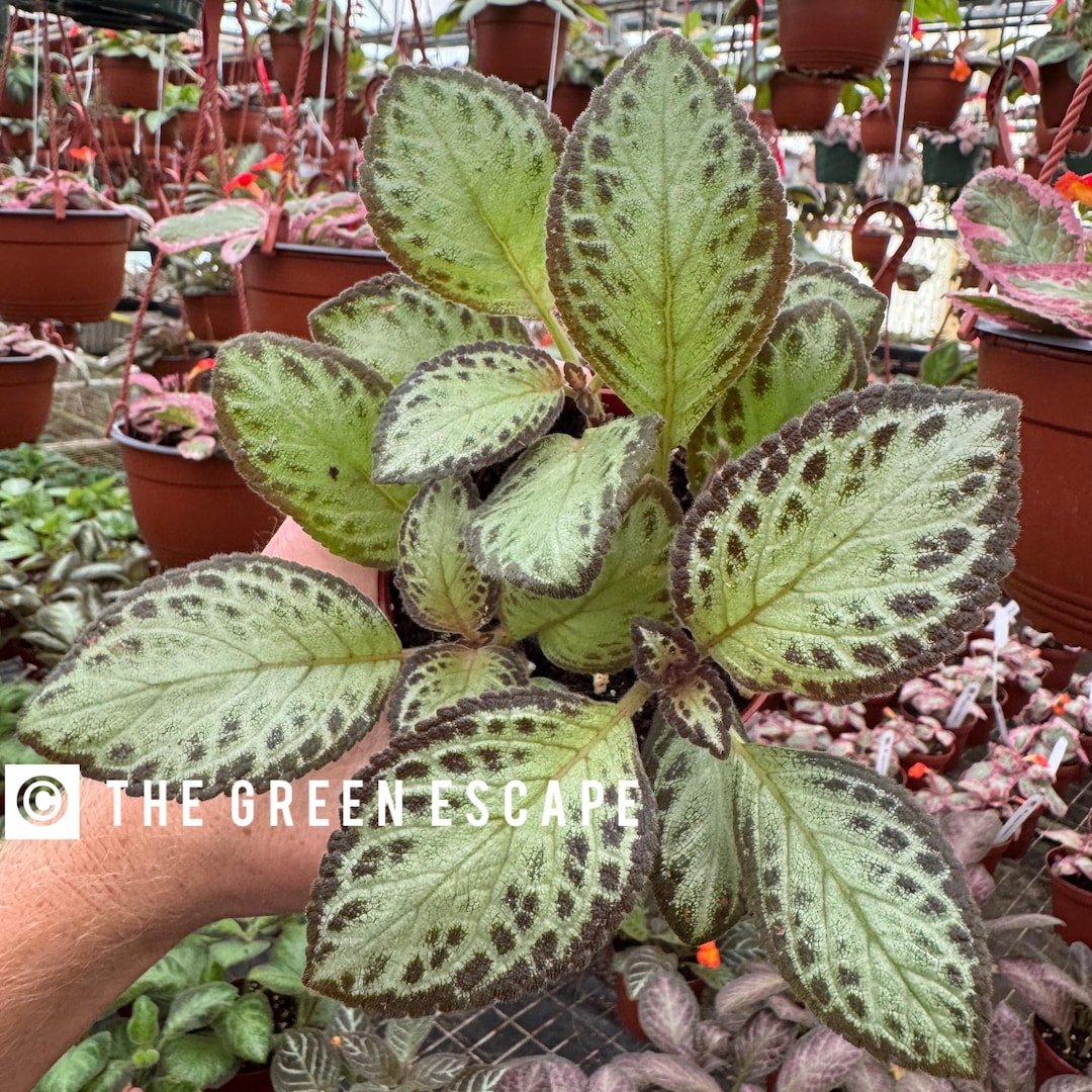 Silver Sheen Episcia 4” Pot (ALL PLANTS Require You to Purchase 2 ...