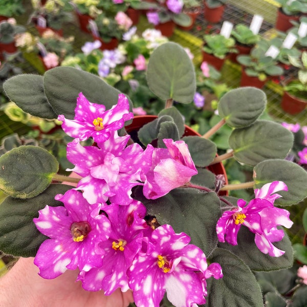 Hunters African Violet - Etsy