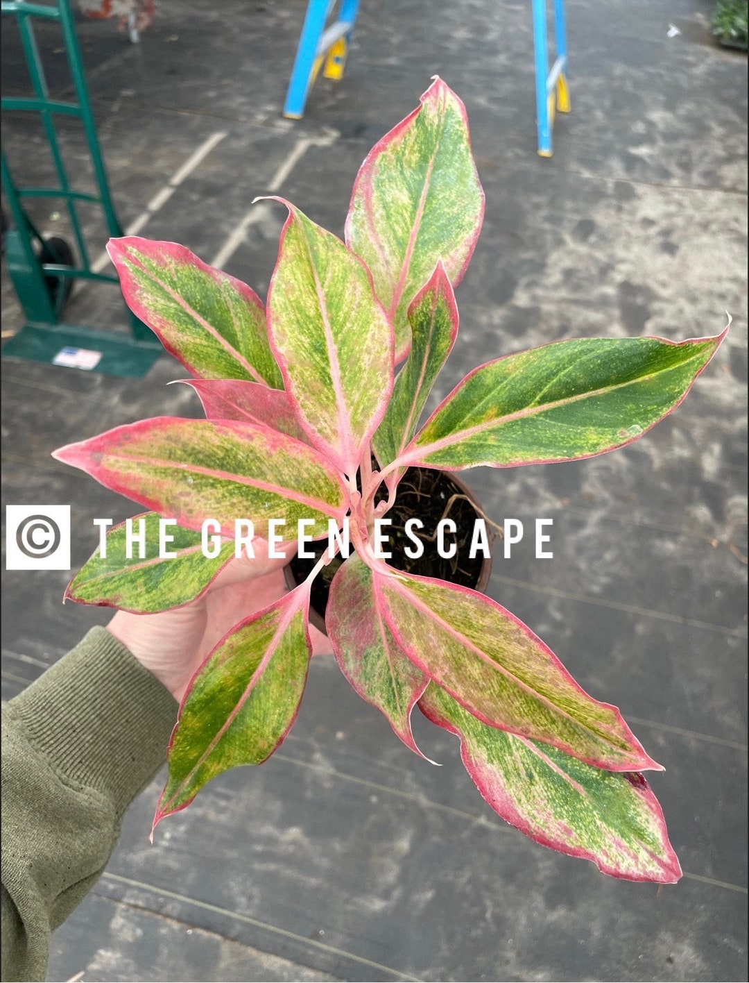 Aglaonema Siam Orange 4 Pot ALL PLANTS Require You to Purchase 2 Plants ...