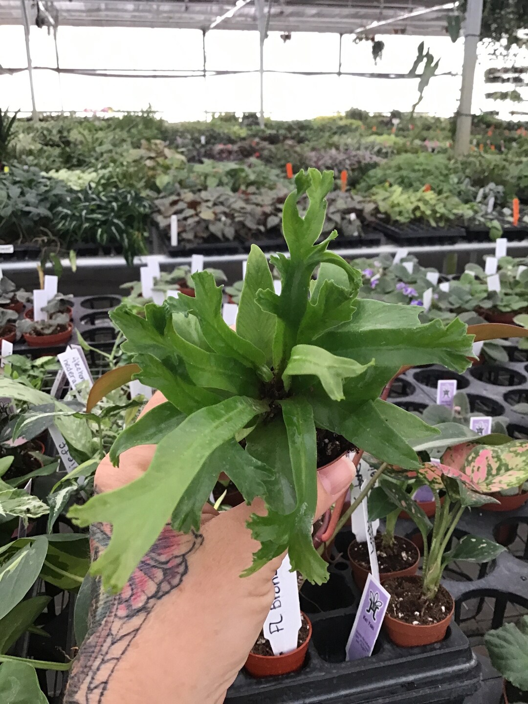 Birds Nest “leslie” Fern 2” Pot (ALL PLANTS Require You to Purchase 2 ...