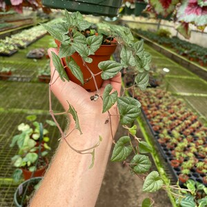 Piper Silver Flecks 4”pot (ALL PLANTS Require You to Purchase 2 Plants ...