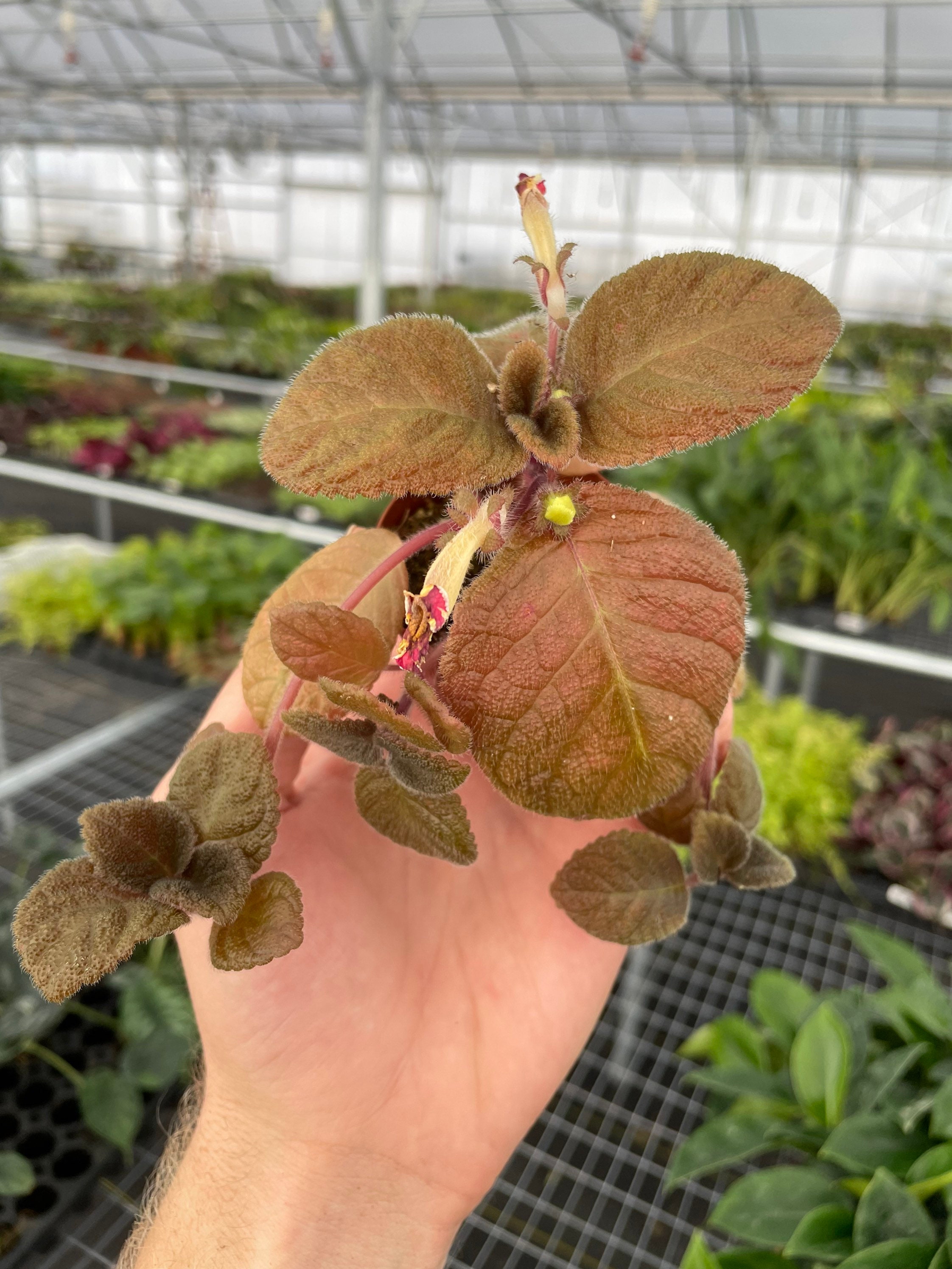 Episcia Star of Bethlehem 2 Pot ALL PLANTS Require You to - Etsy