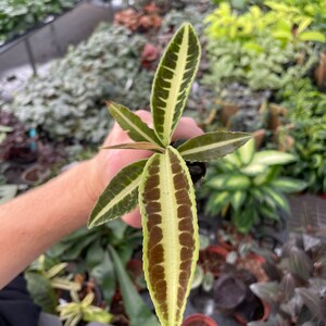 Labisia .sp Riau Fishbone Starter Plant (ALL STARTER PLANTS Require You ...