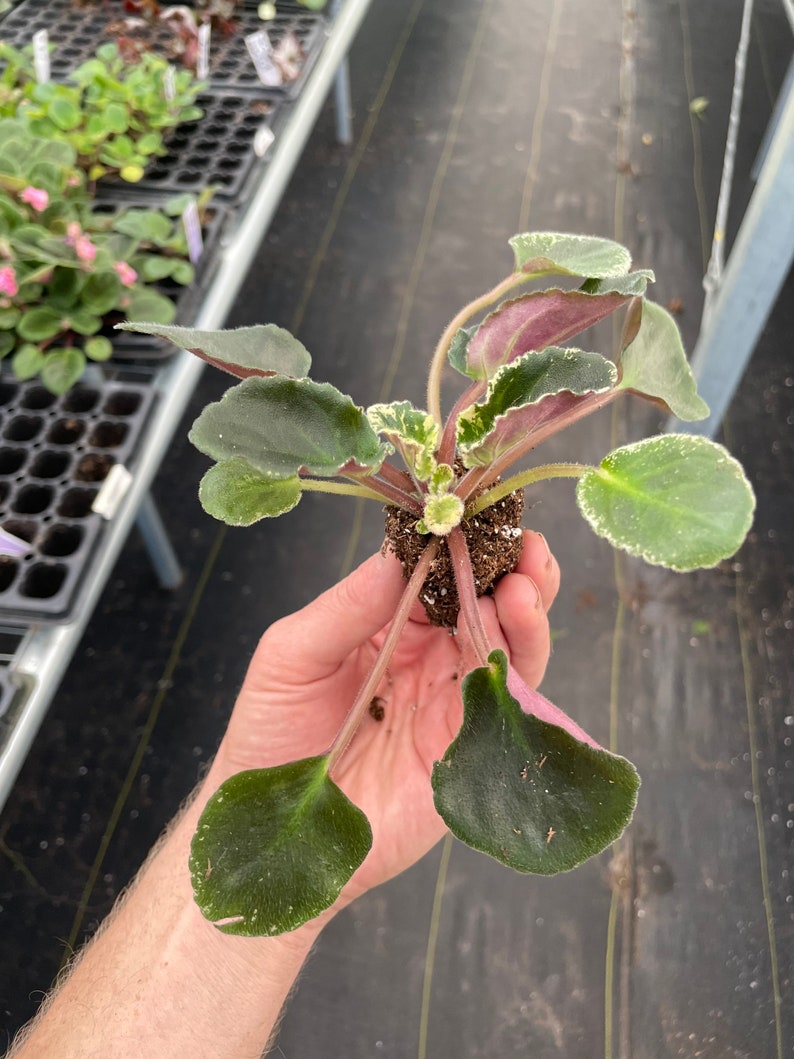 Country Cider African Violet Starter Plant (ALL PLANTS Require You to ...