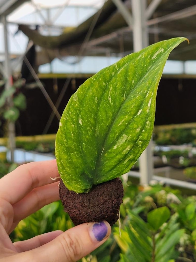 Rhaphidaphora Korthalsii Thai Con Starter Plant (ALL STARTER PLANTS ...