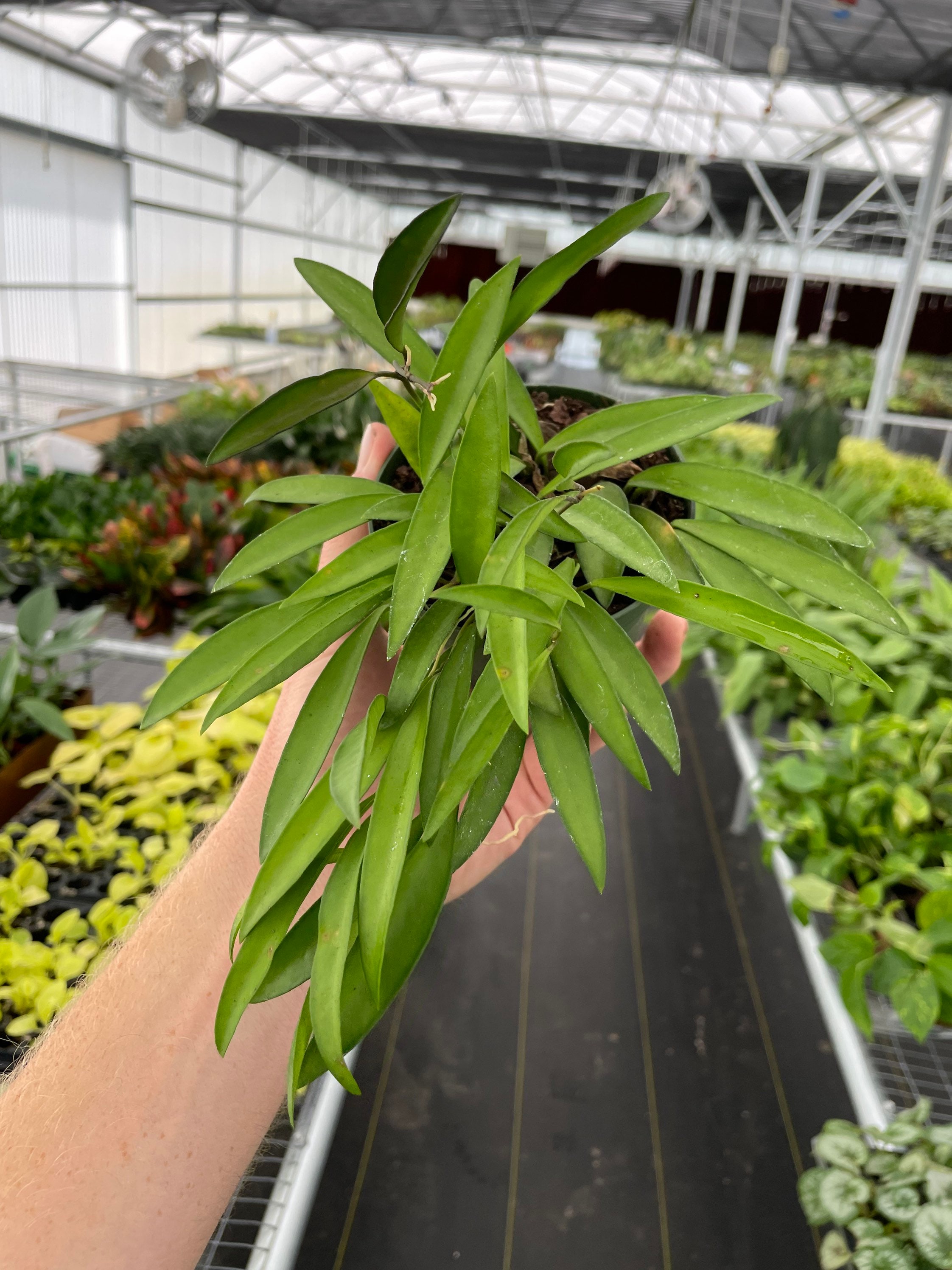 Hoya Wayetti Green 4 Pot ALL PLANTS Require You to Purchase - Etsy