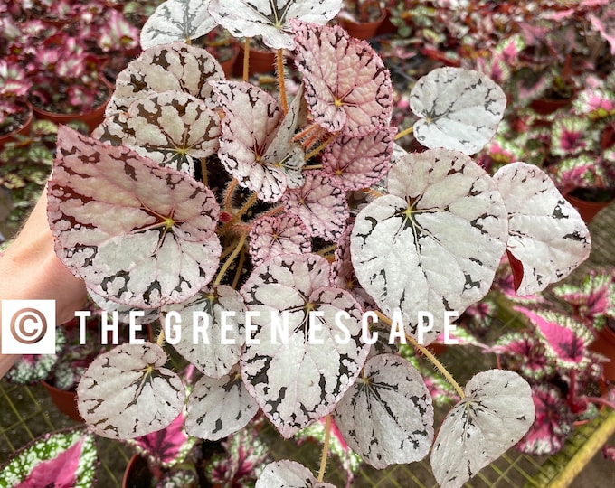 Silver Dollar Begonia 6”pot (ALL PLANTS Require You to Purchase 2 ...