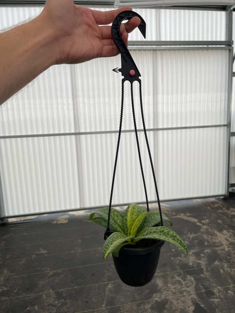 Variegated Leopard Lily 4” Hanging Basket (ALL PLANTS Require You to ...