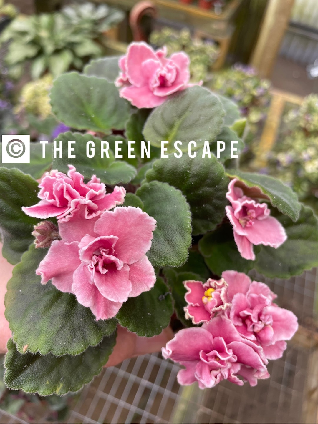 Rockin Robin African Violet Starter Plant (ALL Starter PLANTS Require ...