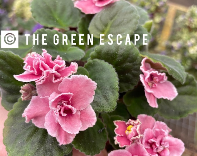 Rockin Robin African Violet Starter Plant (ALL Starter PLANTS Require ...