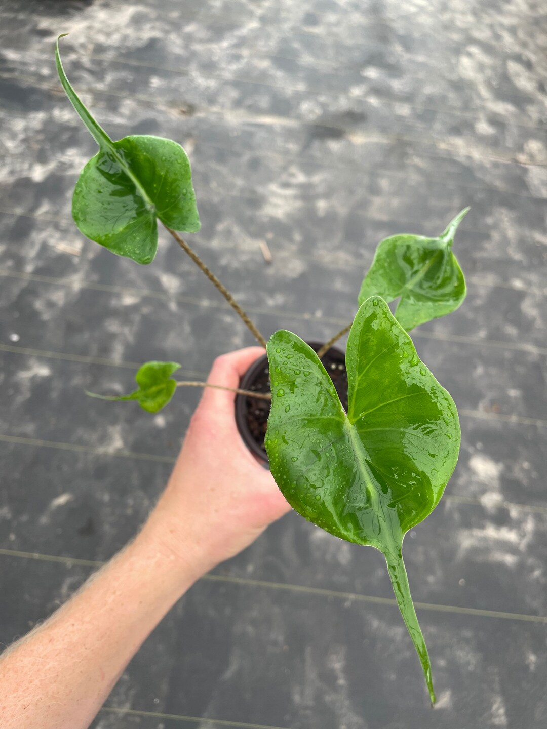 Alocasia Stingray 4 Pot ALL PLANTS Require You to Purchase 2 Plants - Etsy