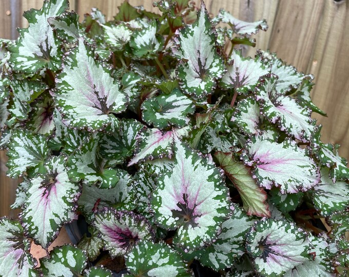 Jurassic™ Rex Begonia 'watermelon' - Etsy