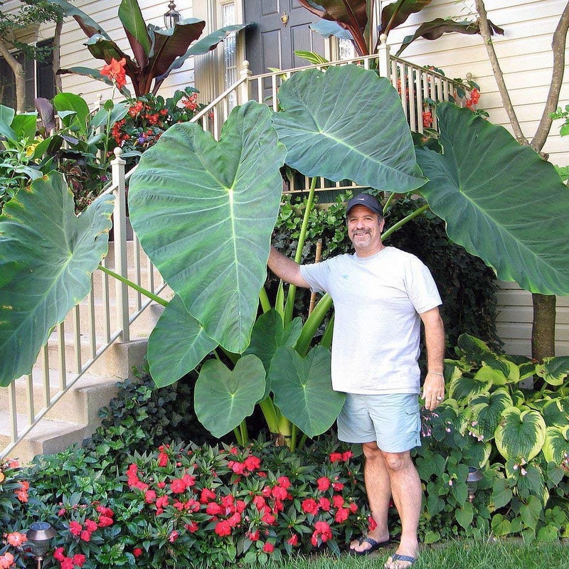 Giant Elephant Ear Plant - Etsy