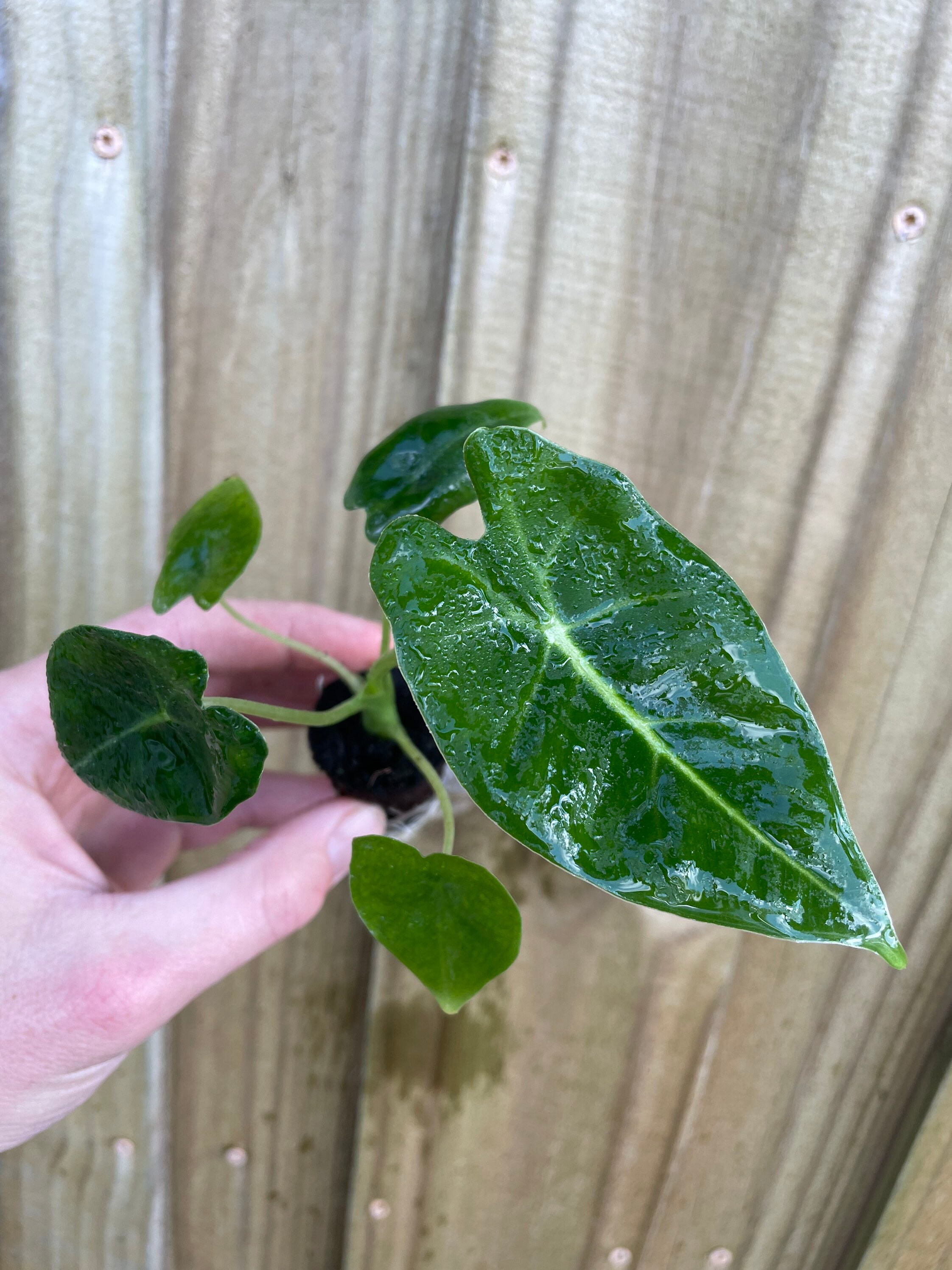 New Hybrid! Alocasia Velvet Elvis Starter Plant (ALL STARTER PLANTS ...
