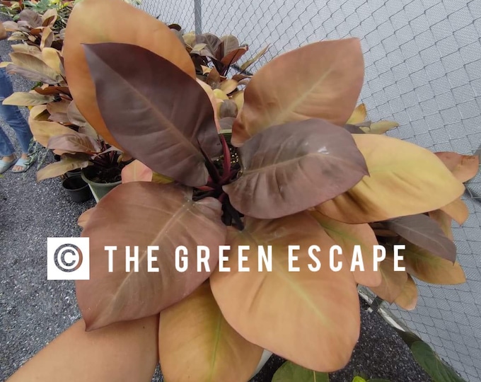 Philodendron Carmel Marble Black Cardinal Starter Plant (ALL STARTER ...