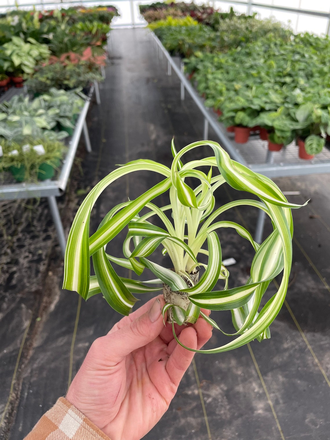 Curly Spider Plant bonnie Starter Plant ALL STARTER PLANTS - Etsy