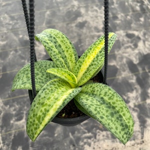 Variegated Leopard Lily 4” Hanging Basket (ALL PLANTS Require You to ...