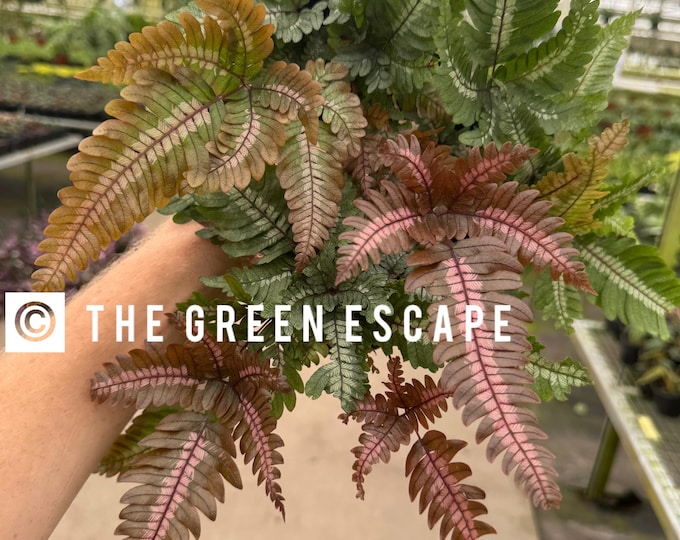 Candy Stripe Brake Fern 4” Pot (ALL PLANTS Require You to Purchase 2 ...