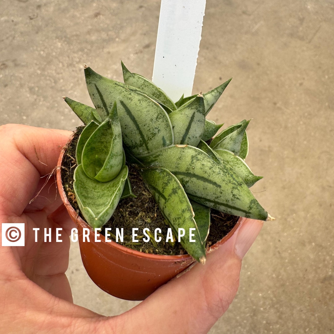 Sansevieria Bonji 2” Pot (ALL PLANTS Require You to Purchase 2 Plants ...