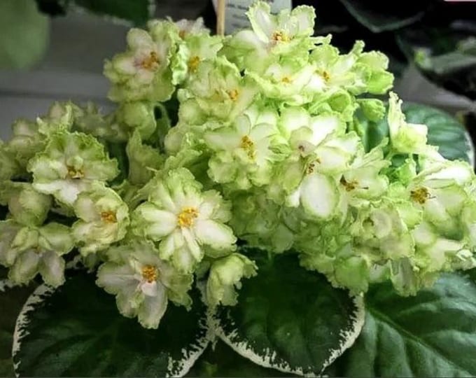 LE Beryl Frost African Violet Starter Plant (ALL Starter PLANTS Require ...