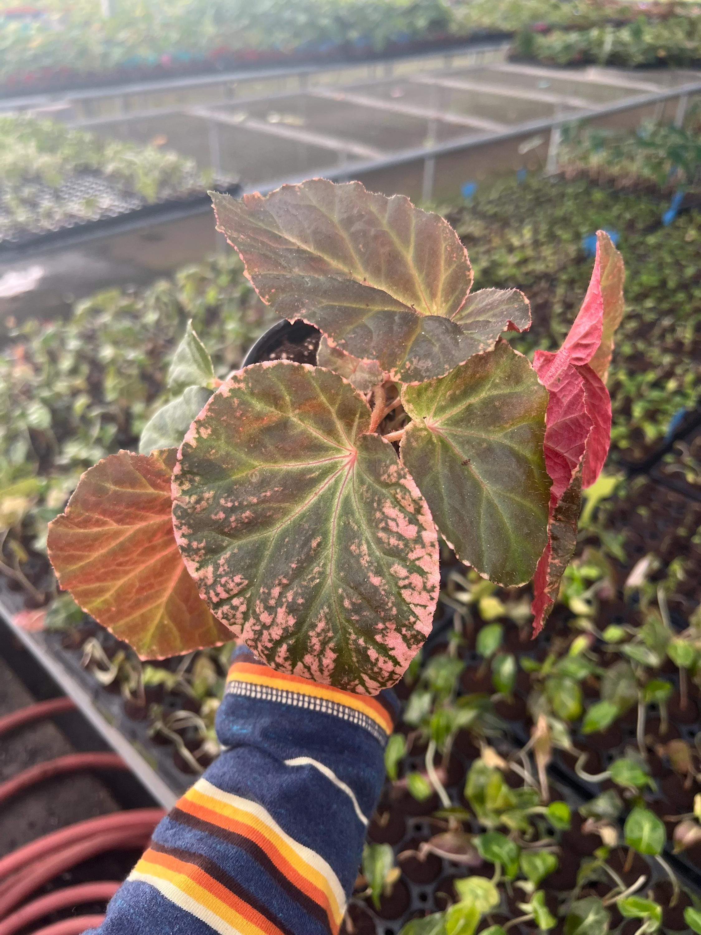 Begonia Midnight Sun 4” Pot (ALL PLANTS Require You to Purchase 2 ...
