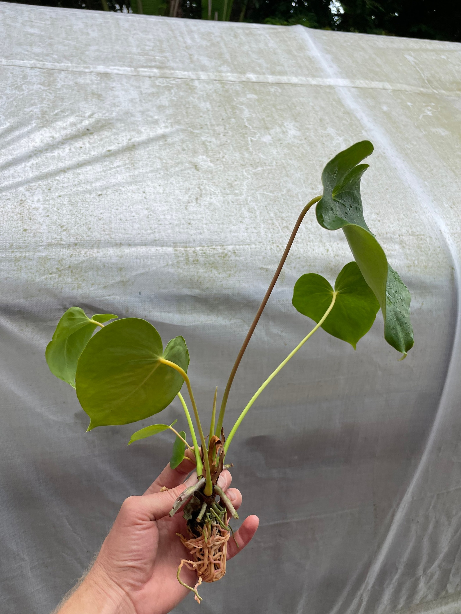 Anthurium Oaxaca Starter Plant (ALL STARTER PLANTS Require You to ...