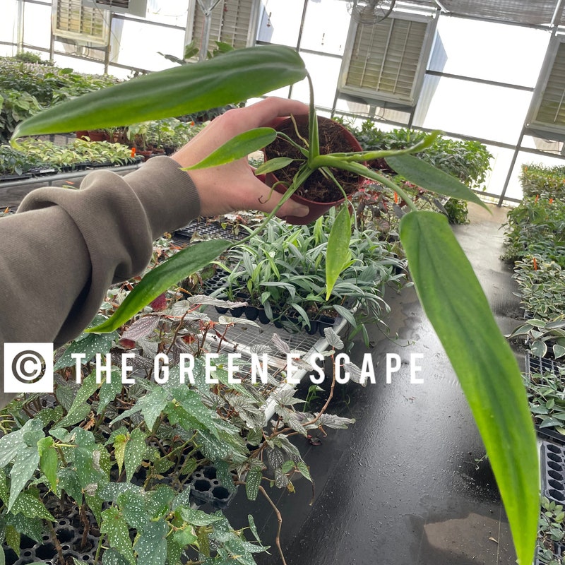 Philodendron Bicolor - Etsy