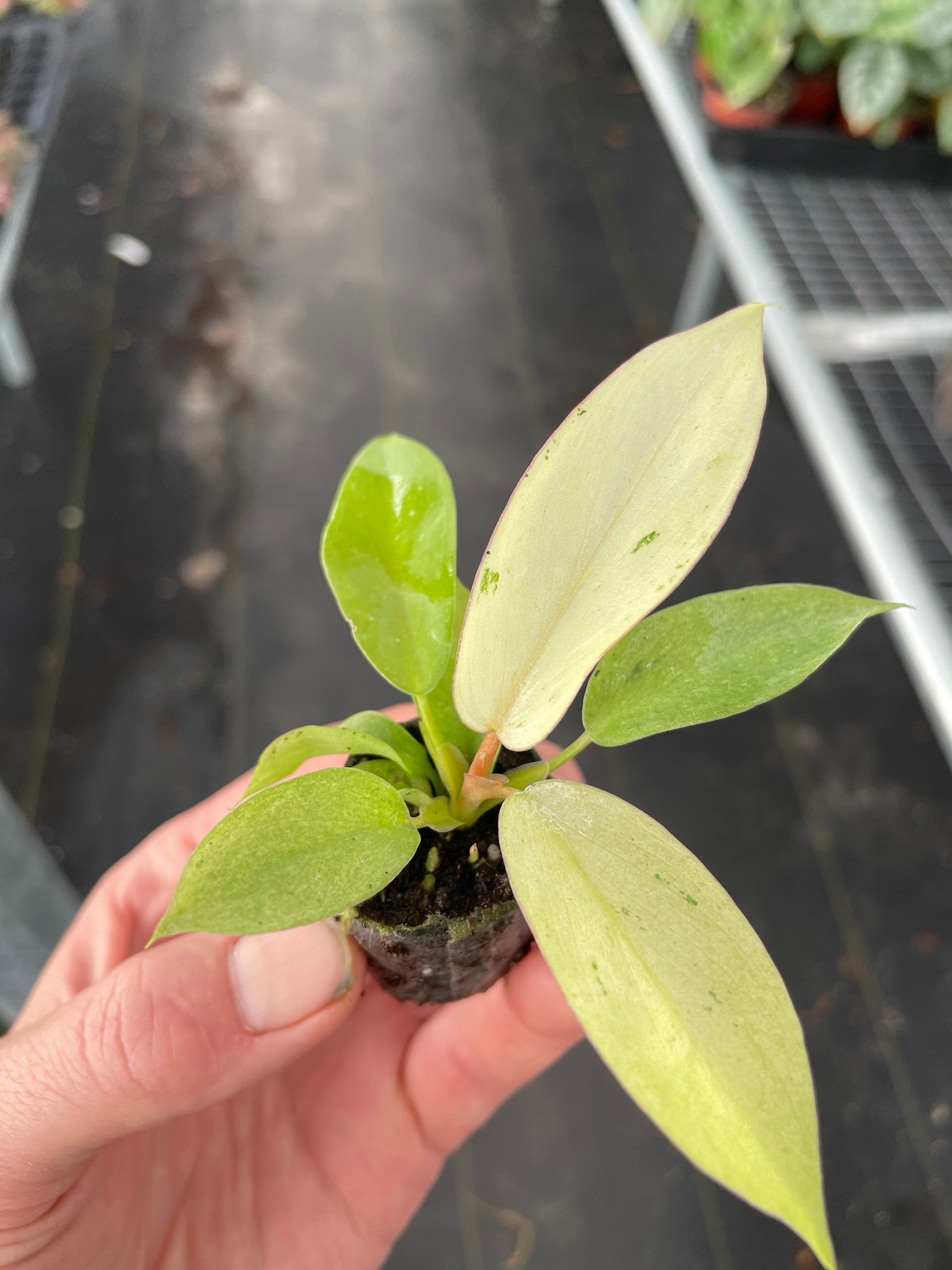 Philodendron Snowdrift Starter Plant ALL STARTER PLANTS - Etsy