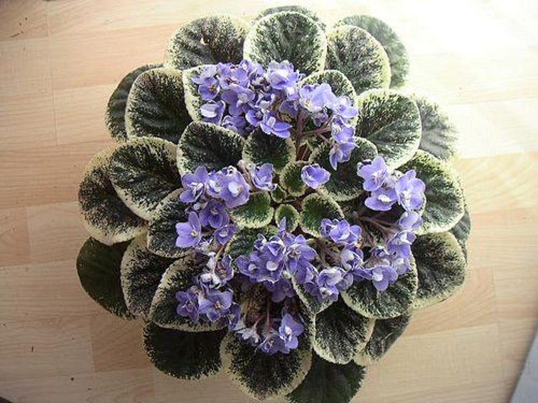 Cajuns Two to Tango African Violet Starter Plant (ALL Starter PLANTS ...