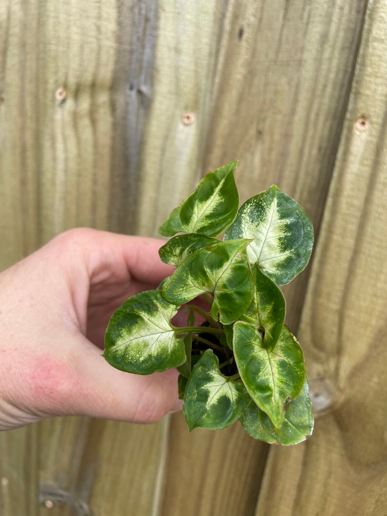 Syngonium mini Pixie Starter Plant ALL STARTER PLANTS - Etsy