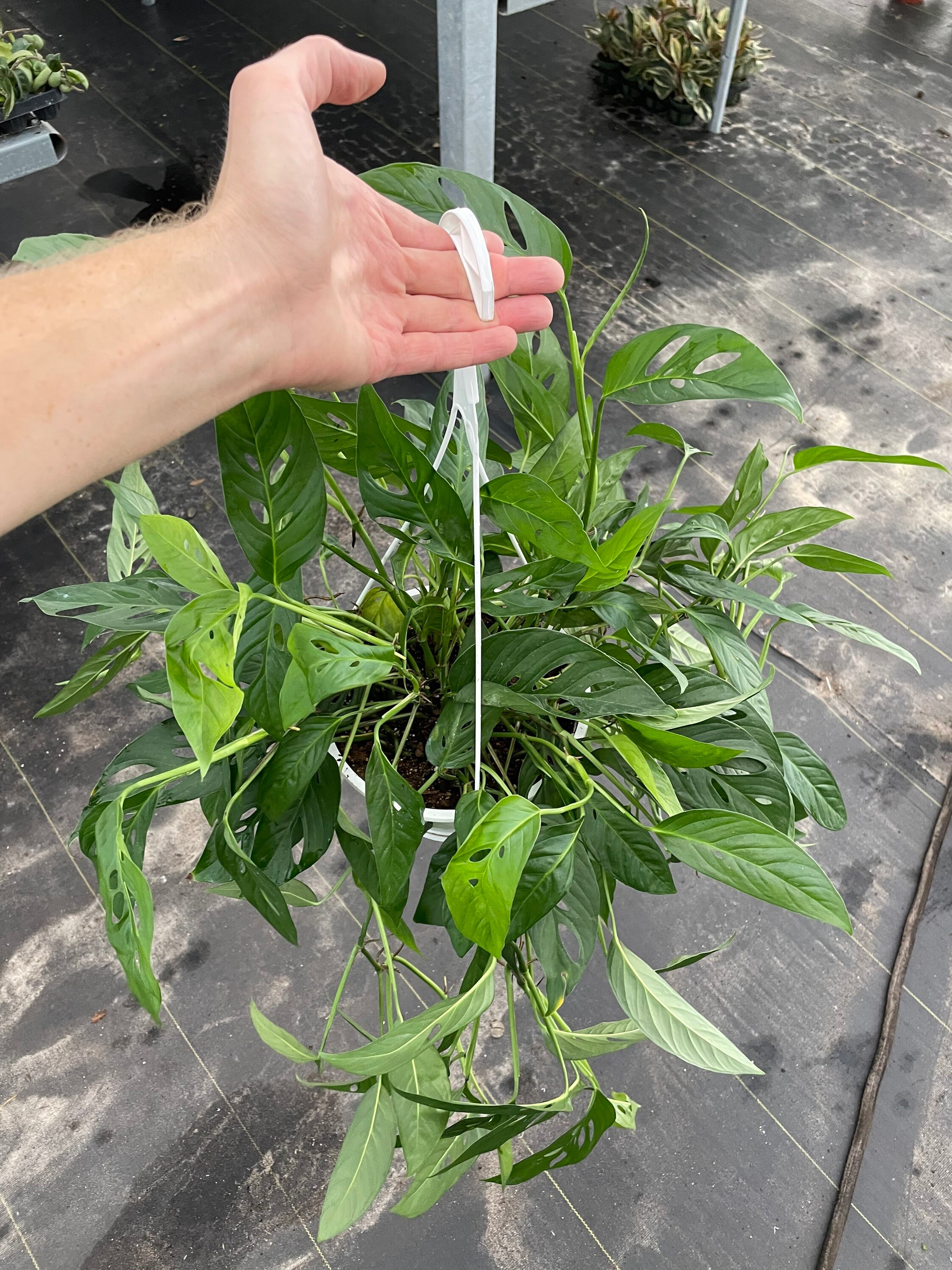 Monstera Adansonii narrow Form 8 Hanging Baskets ALL - Etsy