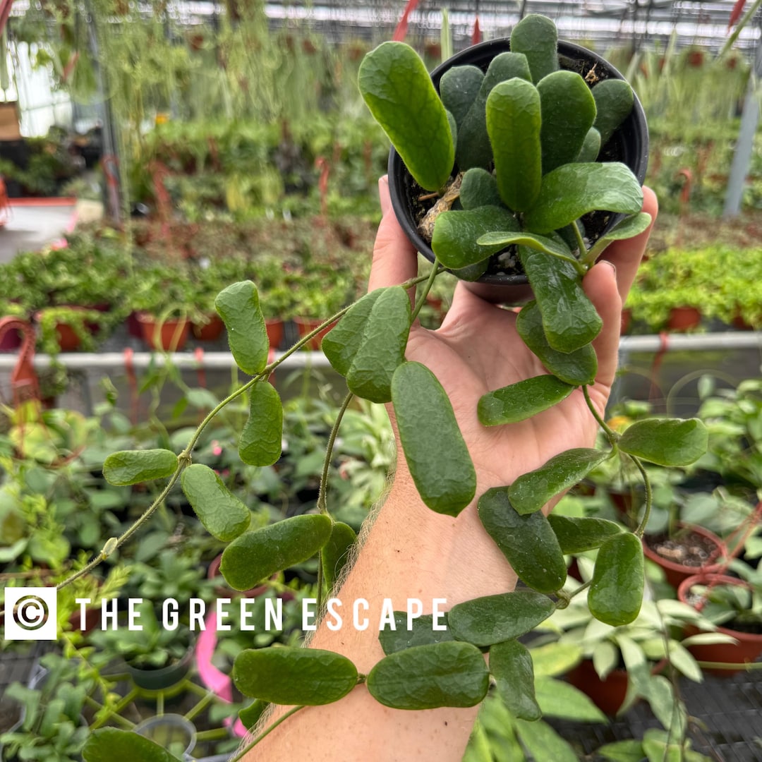 Hoya Rotundiflora 4” Pot (ALL PLANTS Require You to Purchase 2 Plants ...