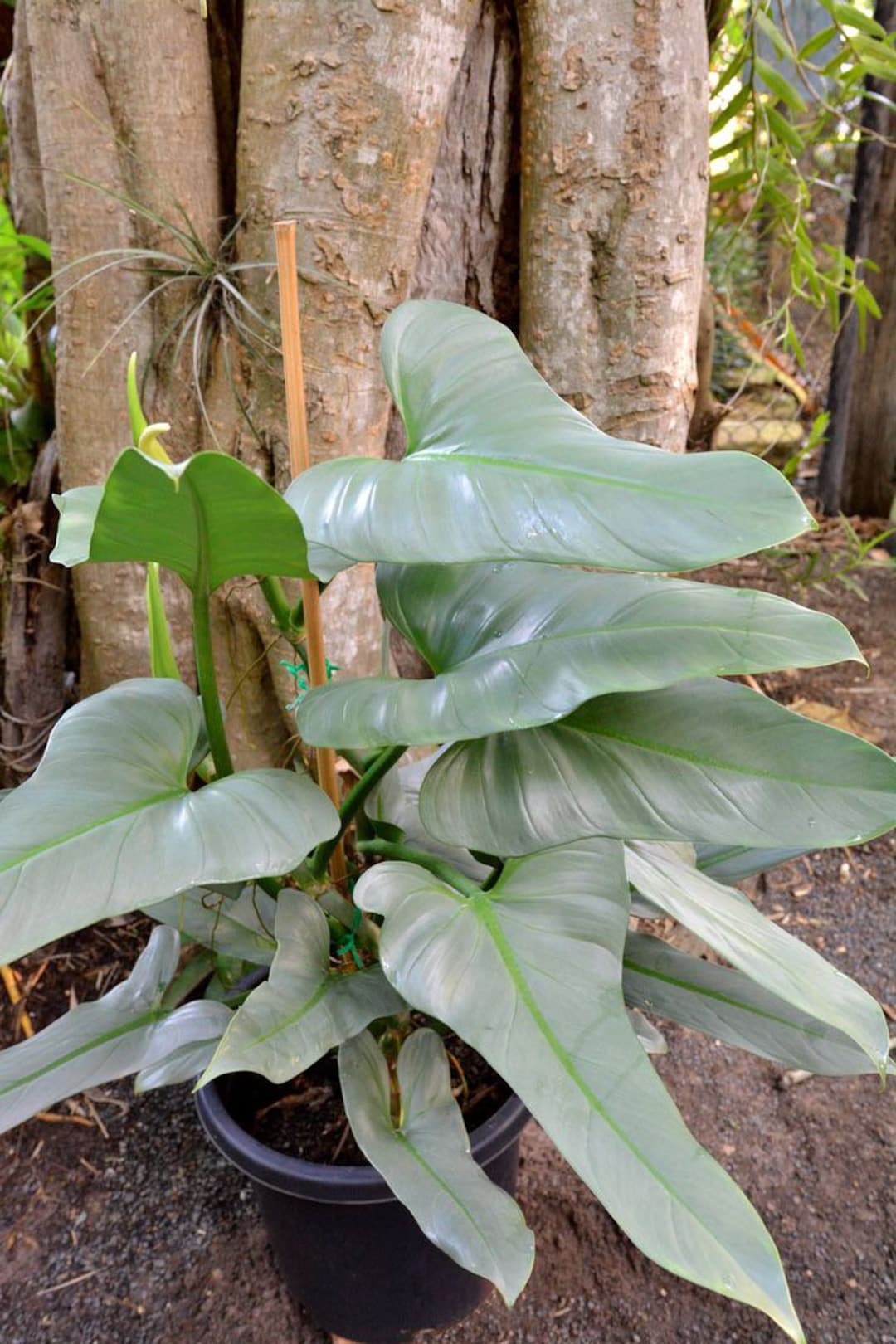 Philodendron Silver Sword (hastatum) Starter Plant (ALL STARTER PLANTS ...
