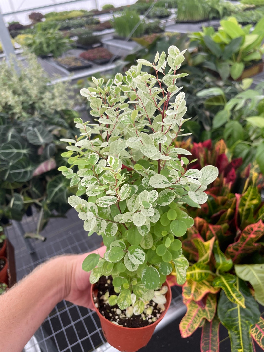 Snowbush breynia Disticha 4 Pot ALL PLANTS Require You to - Etsy