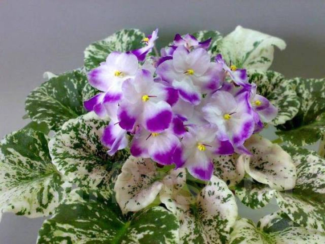 Sugar Plum Dream African Violet Starter Plant (ALL Starter PLANTS Require You to Purchase 2 ...