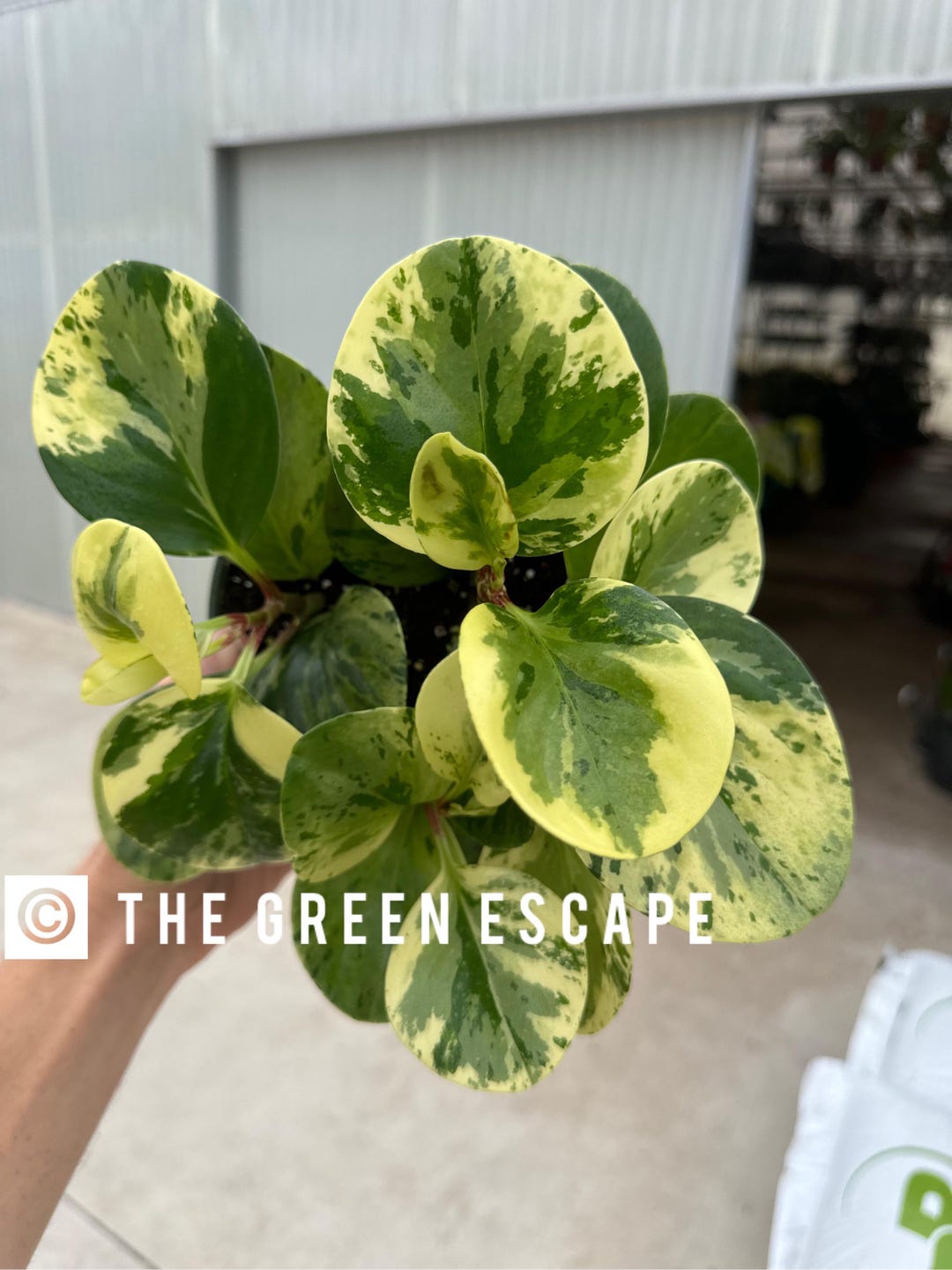 Peperomia Marble 6” Pot (ALL PLANTS Require You to Purchase 2 Plants ...