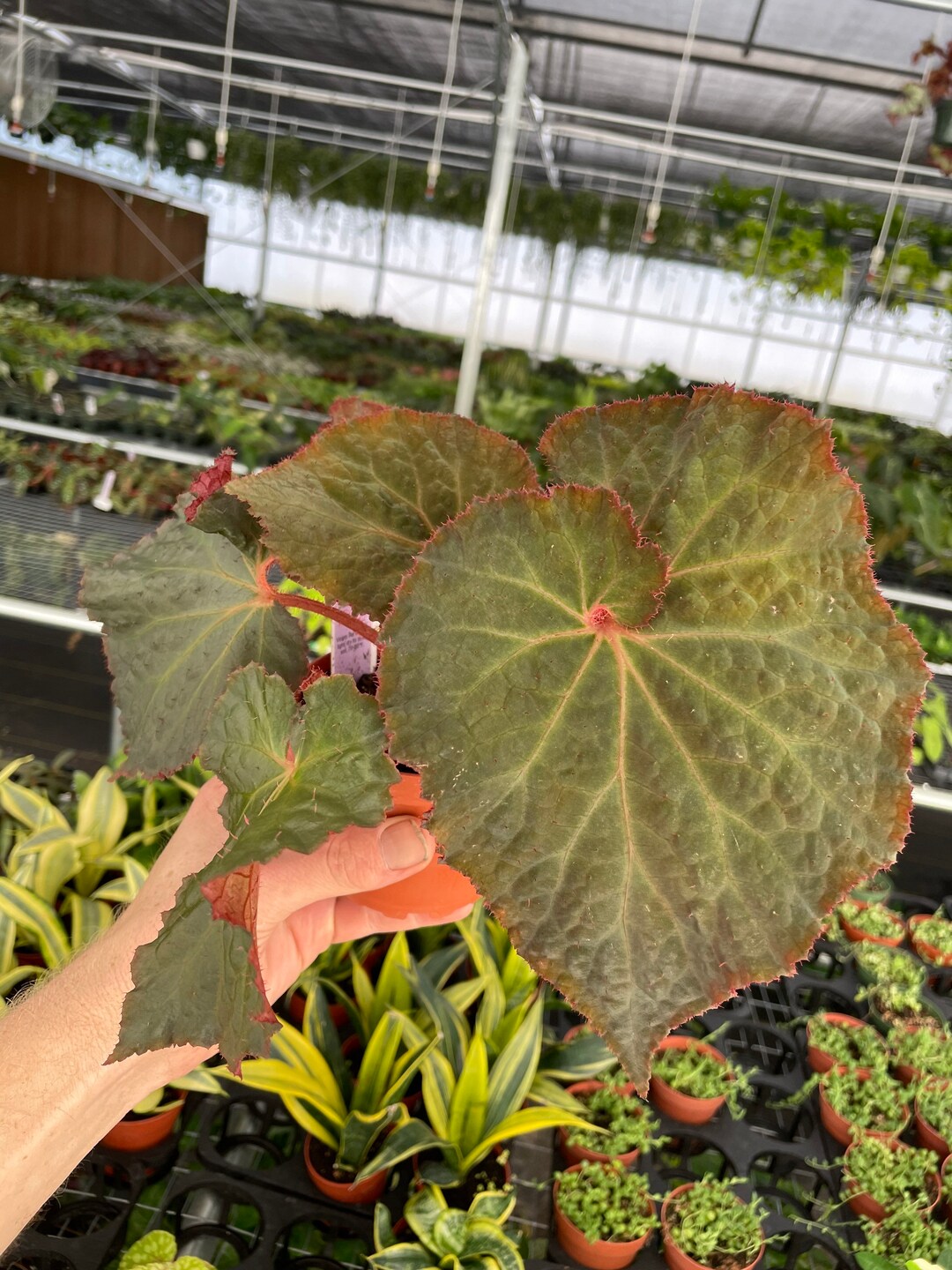 Begonia Midnight Magic 4” Pot (ALL PLANTS Require You to Purchase 2 ...