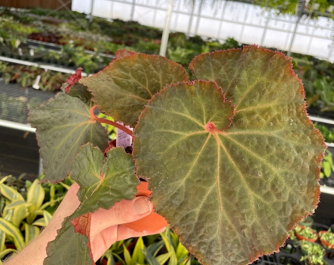 Begonia Midnight Magic 4” Pot (ALL PLANTS Require You to Purchase 2 ...
