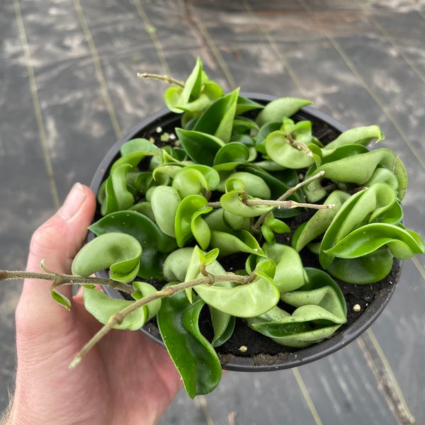 Hoya Compacta - Etsy
