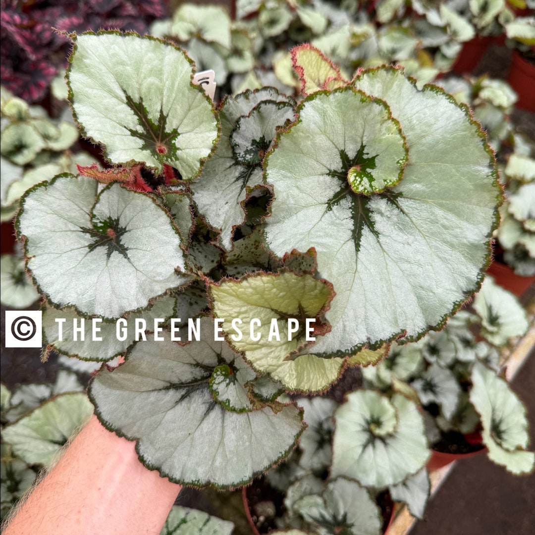 Green Escargot Begonia 6pot ALL PLANTS Require You to Purchase 2 Plants ...