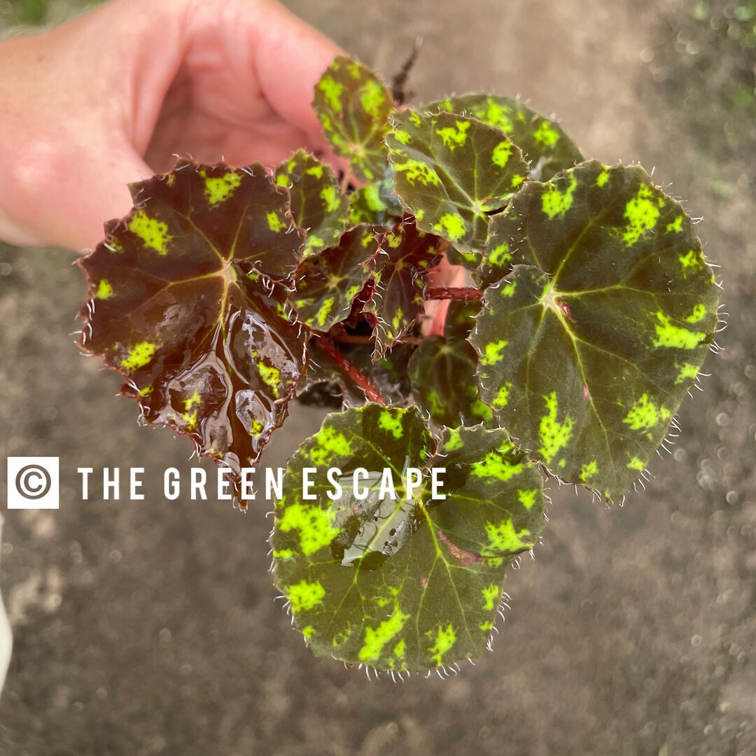 Begonia Kit Kat Starter Plant (ALL STARTER PLANTS Require You to ...