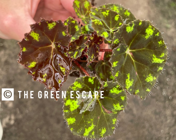 Begonia Ocellata X Begonia Baik, for Terrarium Only! #2/16 - Etsy