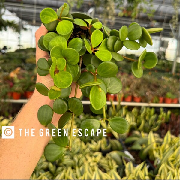 Peperomia Hope Plant - Etsy