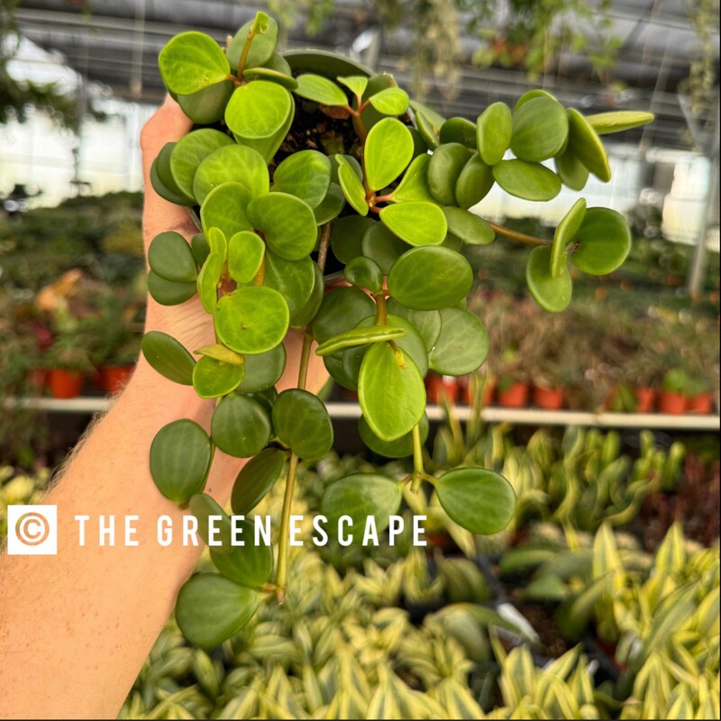 Peperomia Hope Plant - Etsy