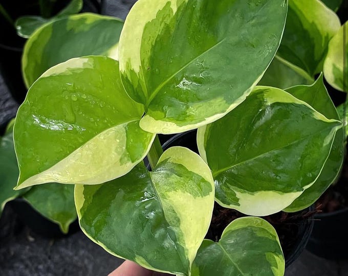Poonsin Manjula Mutation Pothos Starter Plant (ALL STARTER PLANTS ...