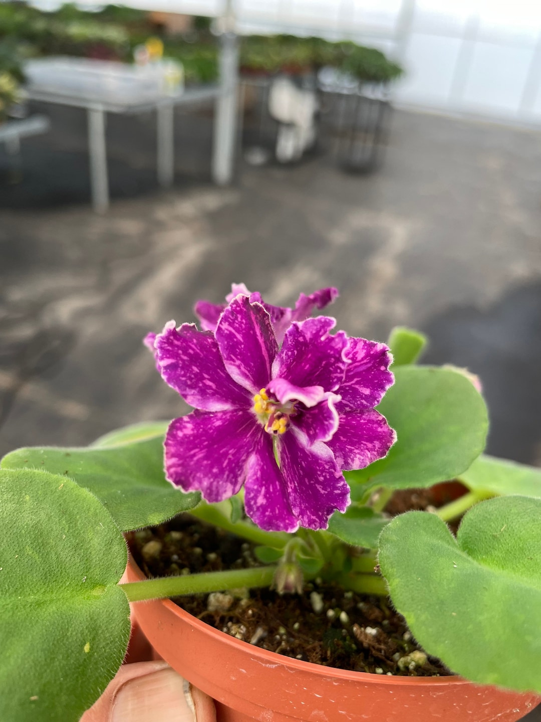 VAT Pulsar African Violet 4” Pot (ALL PLANTS Require You to Purchase 2 ...