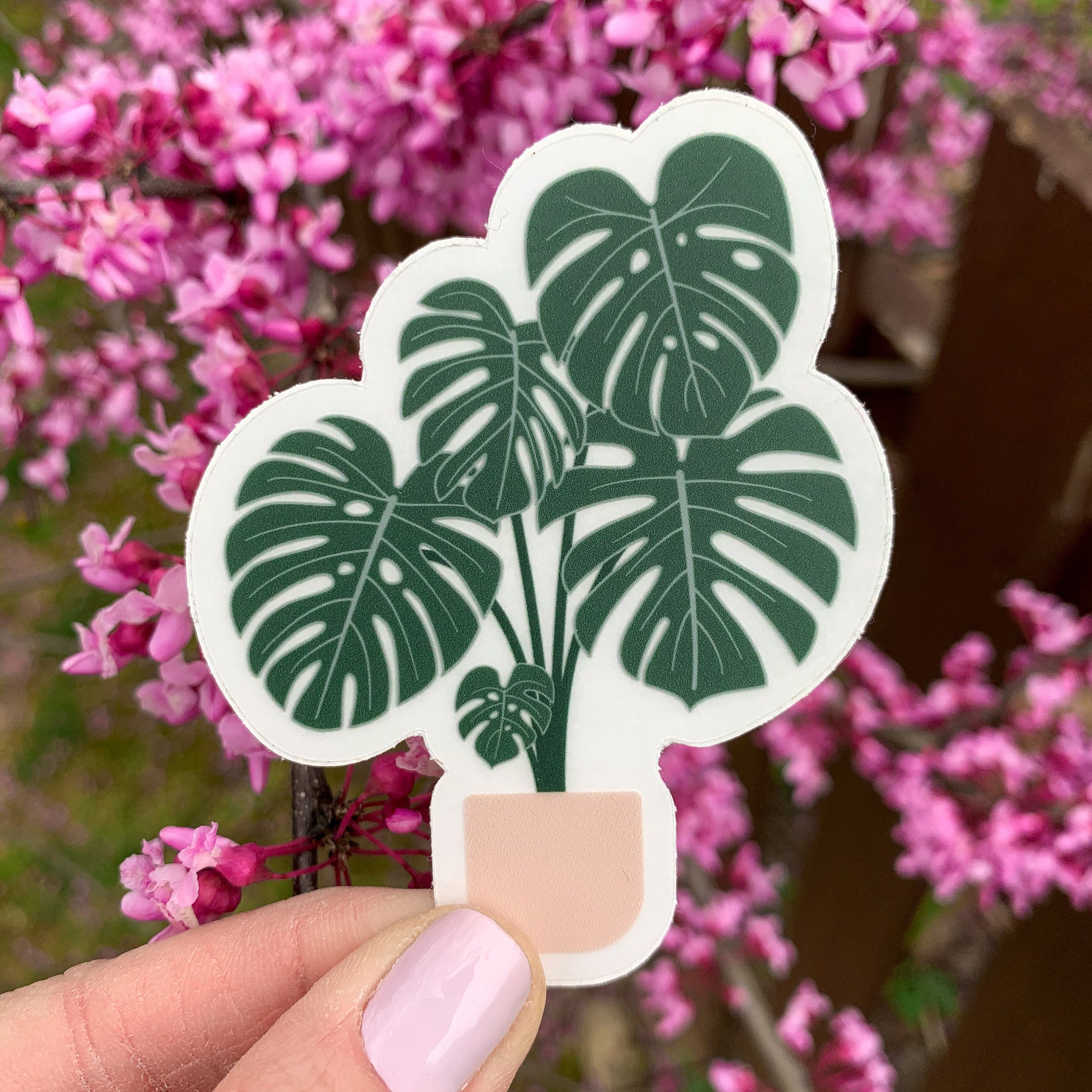Monstera Deliciosa Plant Clear Stickers | Plants Tree Outdoor Nature ...
