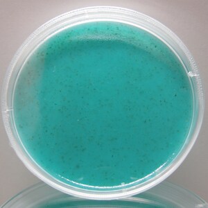 Agar Culture Plate 5 Pack 100mm X 20mm- O Fungi U - Etsy