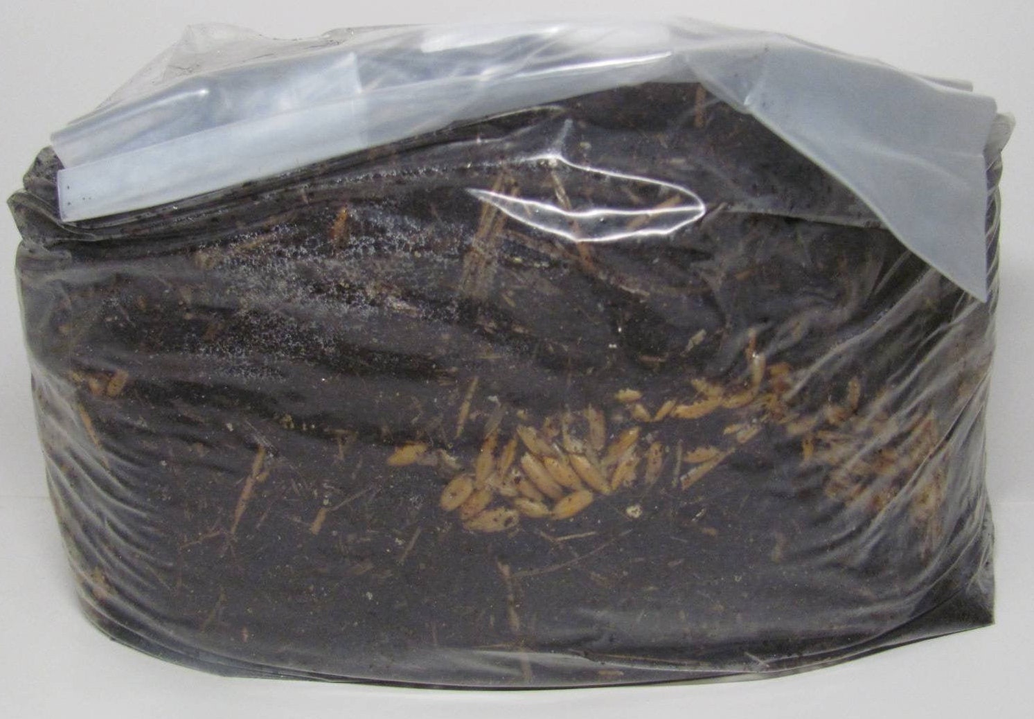 All-in-one Cube Mushroom Substrate Kit 5lbs O Fungi U - Etsy