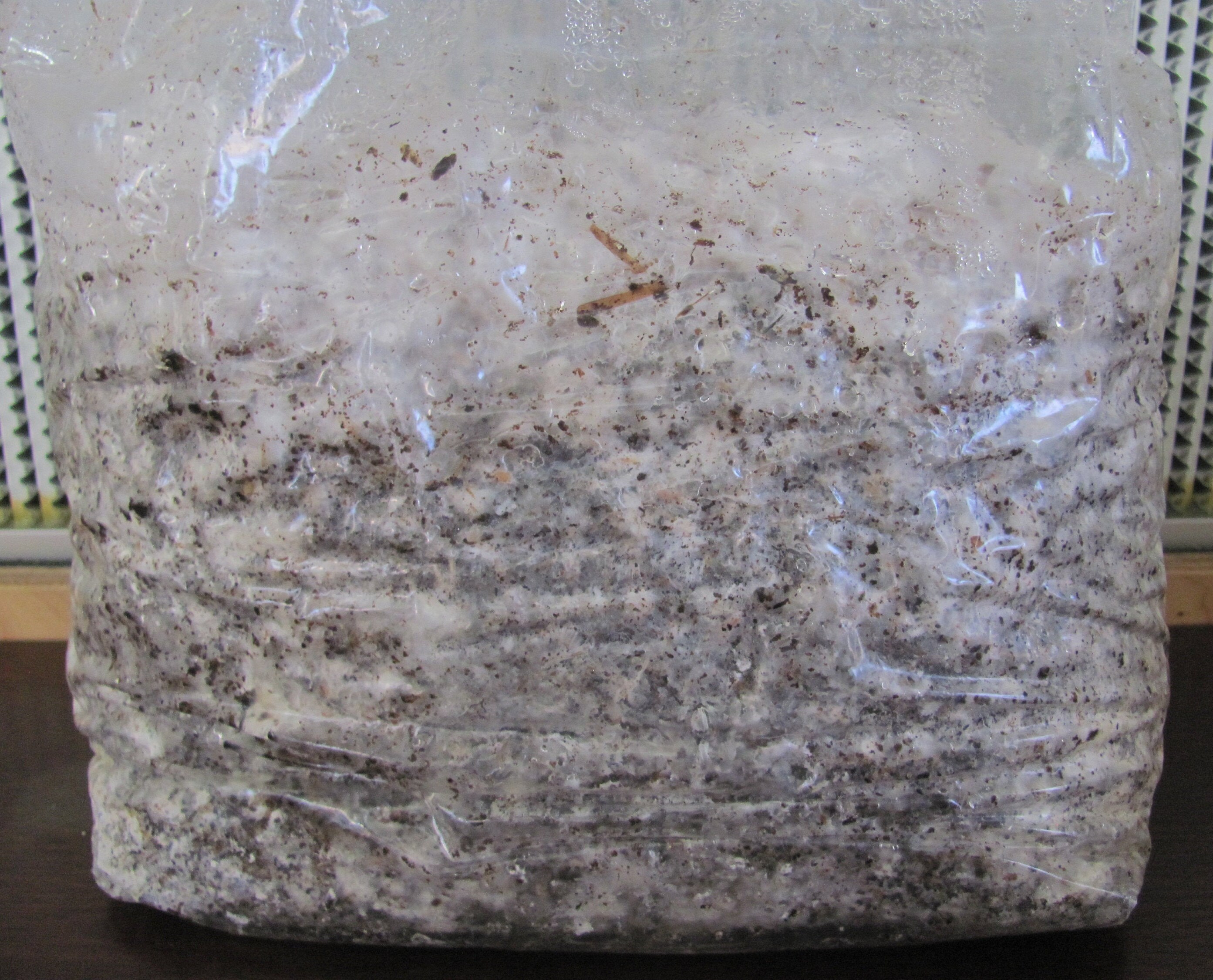 All-in-one Cube Mushroom Substrate Kit 5lbs O Fungi U - Etsy